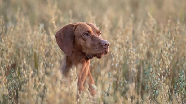 Pellets in Oral Solid Dosage Forms: From formulation to application