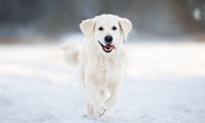 SEPIMAX ZEN™ | Polymère résistant et filmogène pour multi-applications