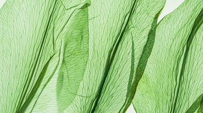 MONTANOV™ 202 | Natural O/W emulsifier for visible benefits