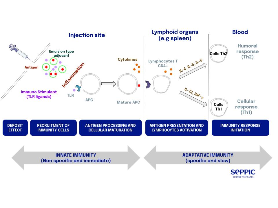Seppic Adjuvants: Immunology and veterinary vaccination