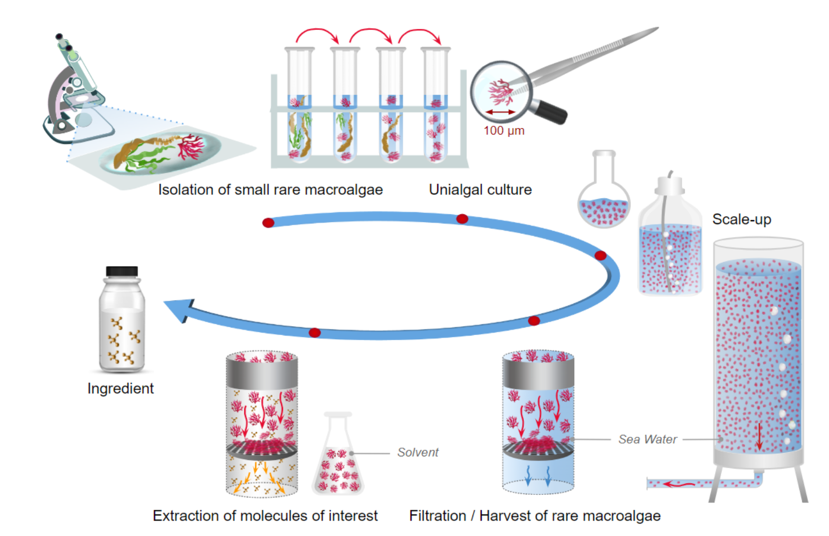 Biotechnology in cosmetics: ingredients, benefits and challenges