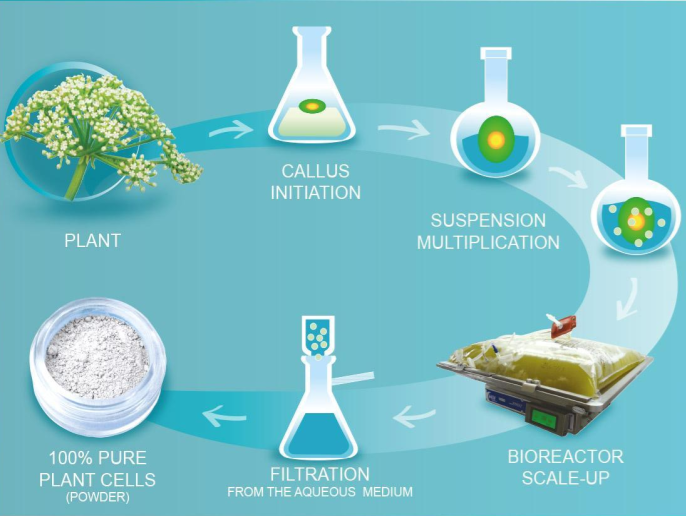 Biotechnology in cosmetics: ingredients, benefits and challenges
