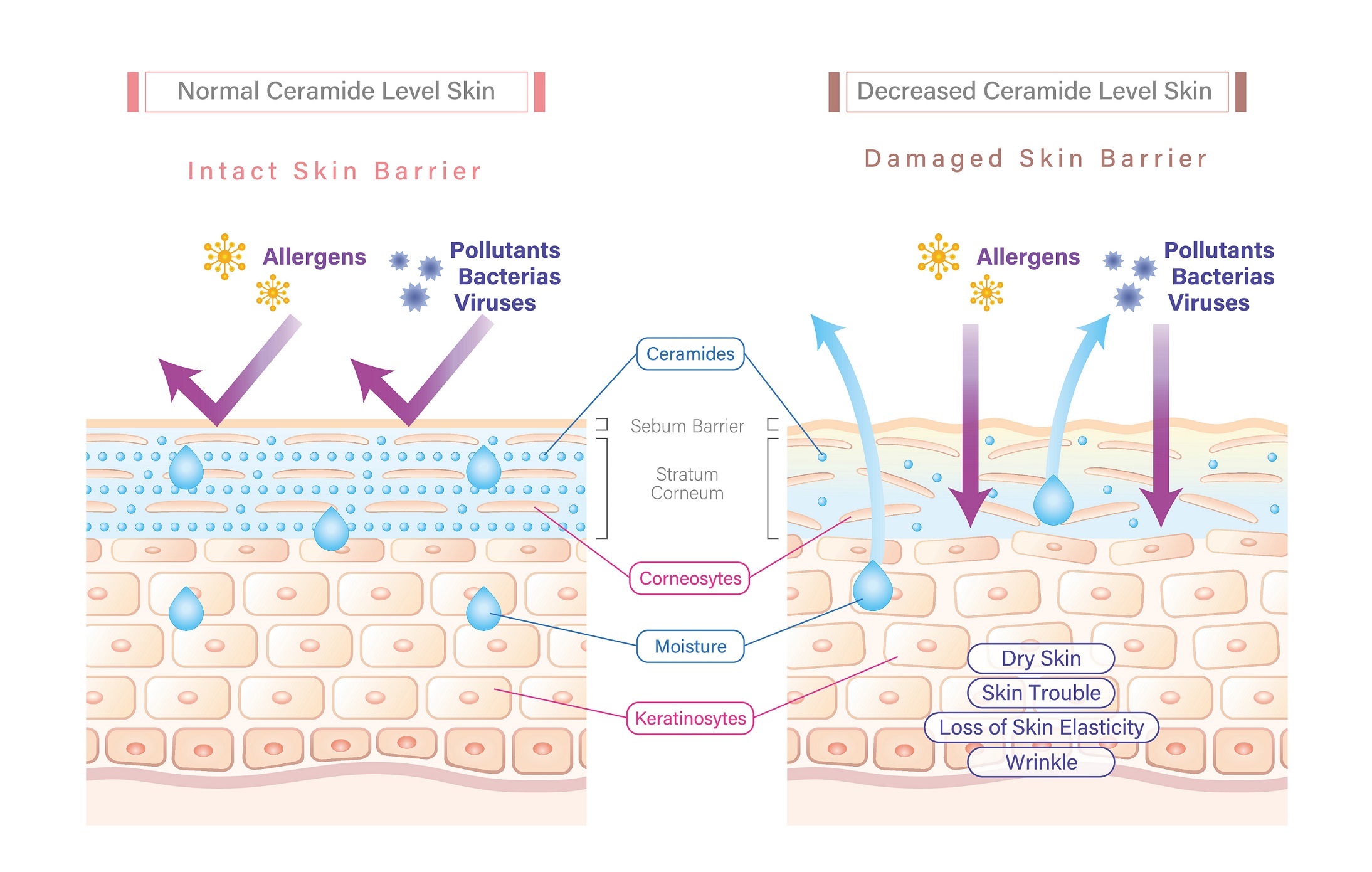 Les céramides, c’est quoi ? Quels sont leurs bienfaits
