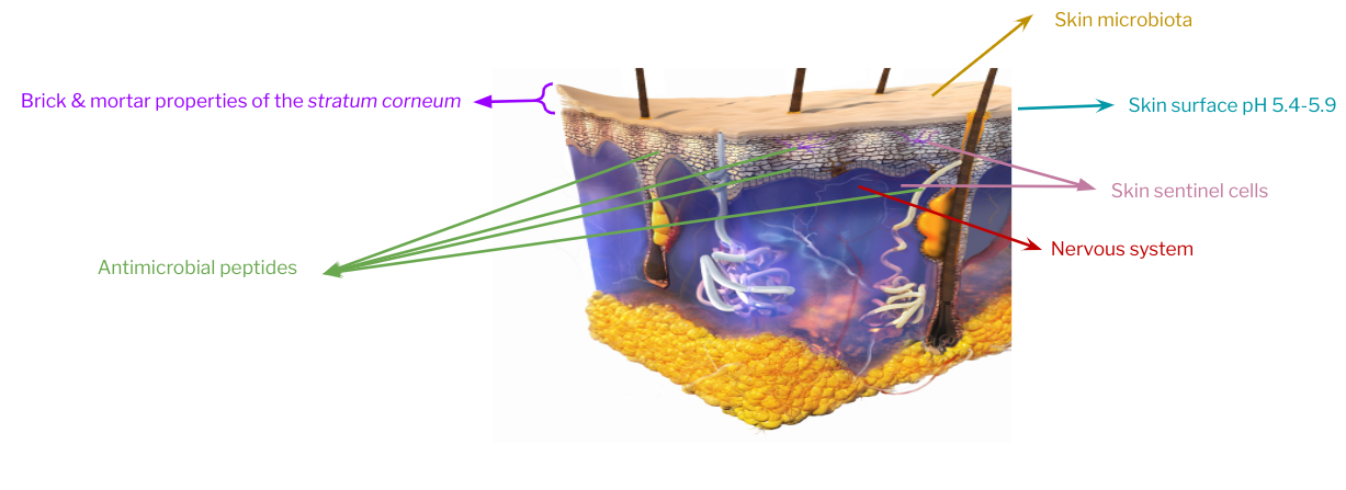 Skin immunity: function of skin in immune system and cosmetics