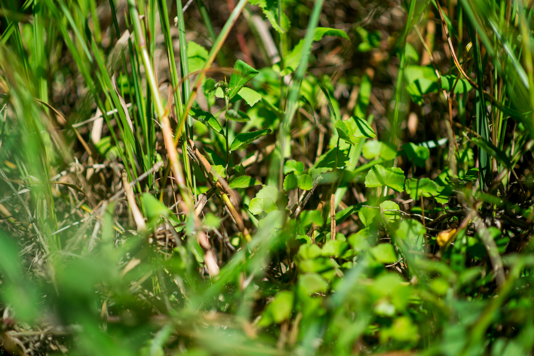 An ultimate guide on Centella asiatica extract: ingredient, origin and ...