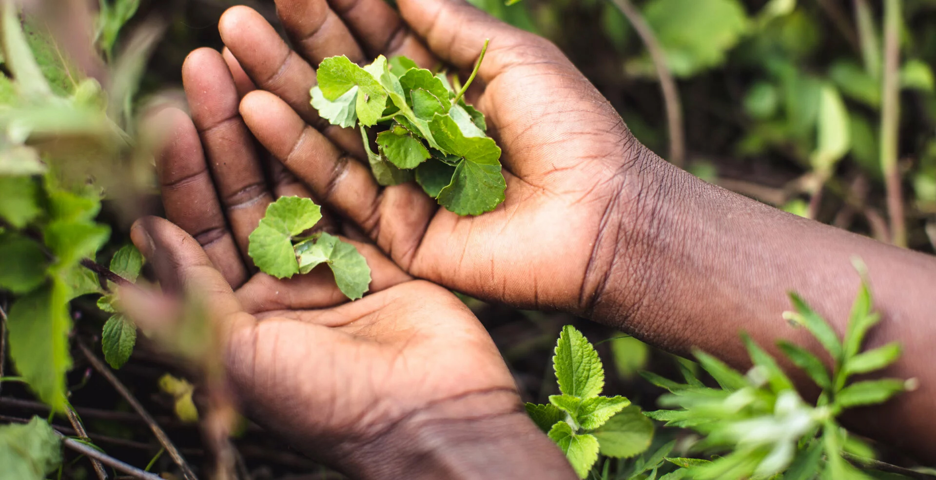 An ultimate guide on Centella asiatica extract: ingredient, origin and ...