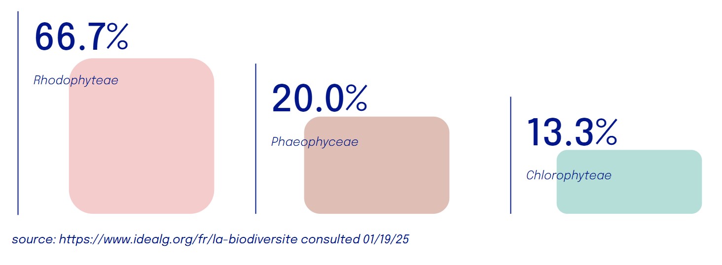 Algae and their composition: what are the benefits in cosmetics?
