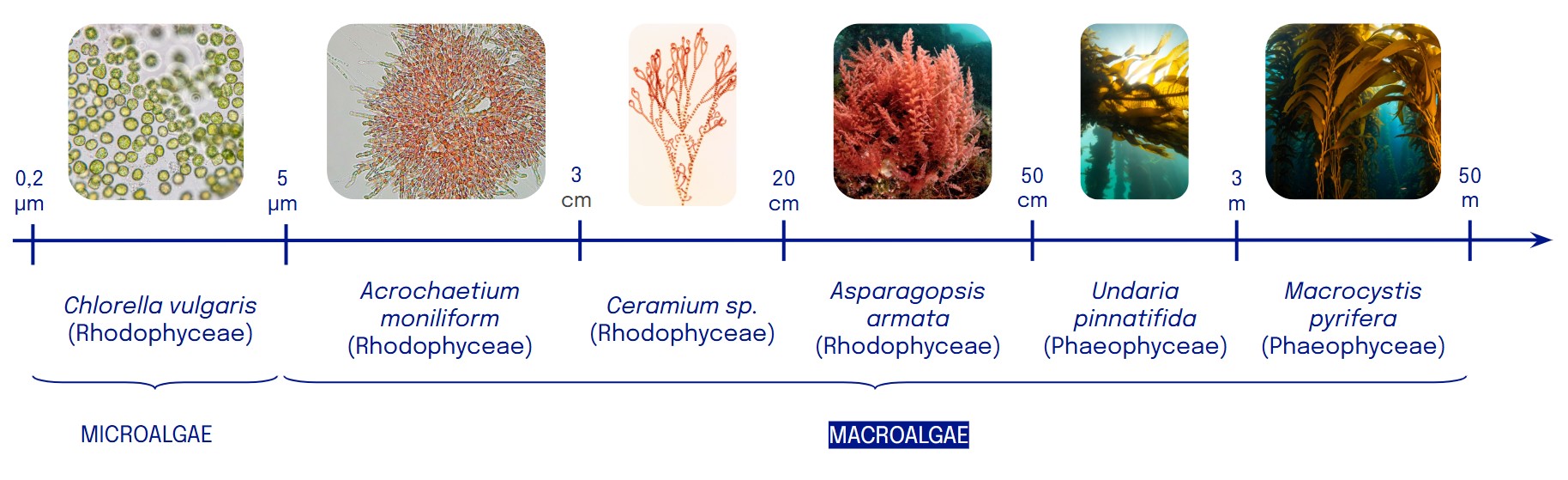 Algae and their composition: what are the benefits in cosmetics?