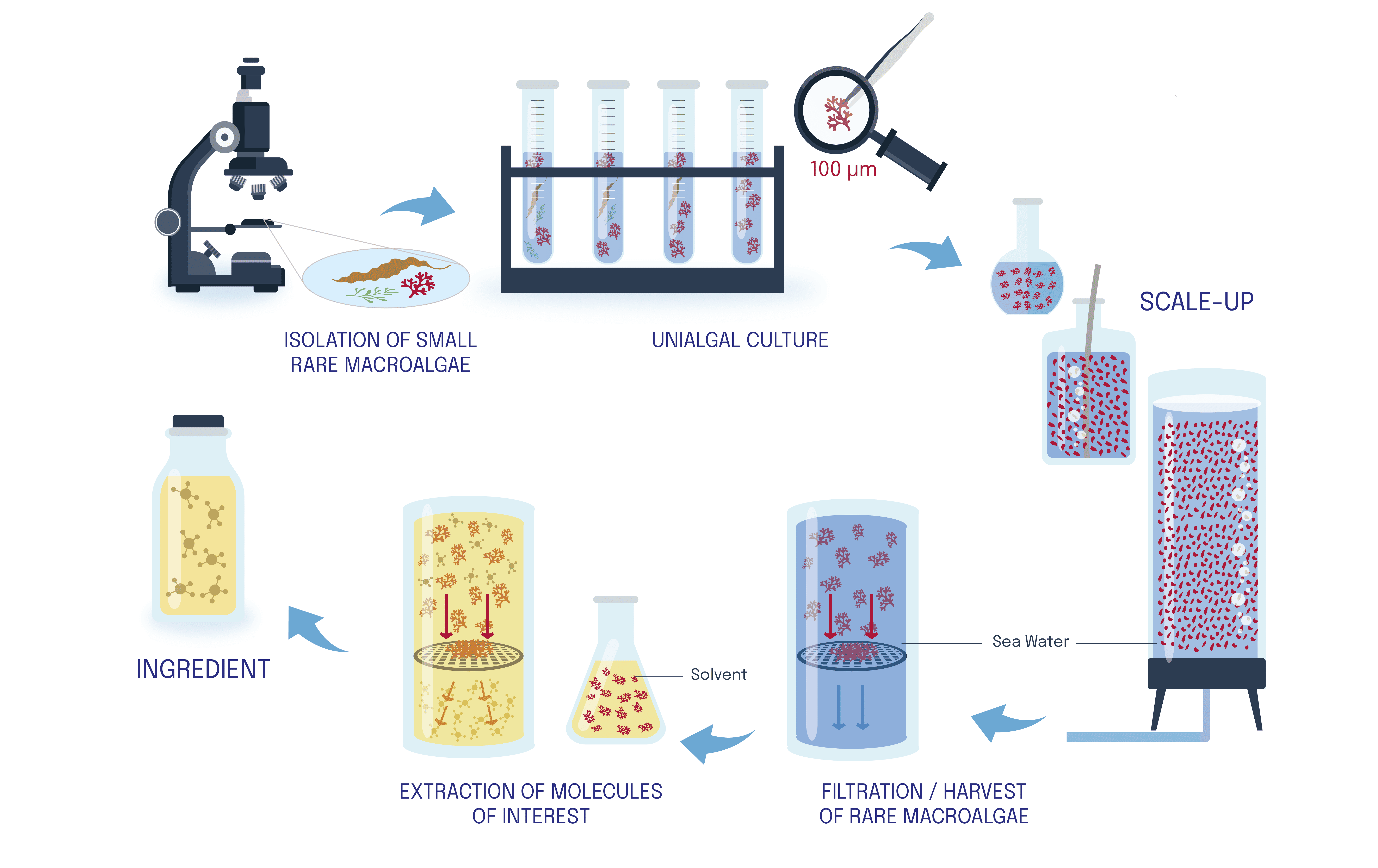 Reasons why and tips to select algae extracts for cosmetics